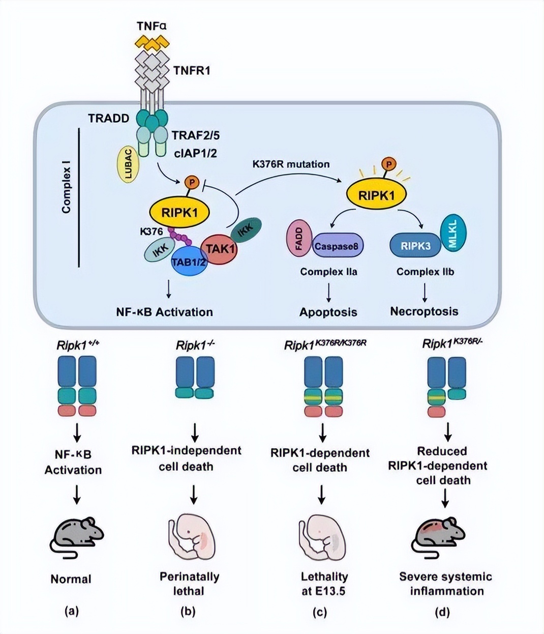The Bub1 kinase: a key player or backup for mitotic control? - iNEWS