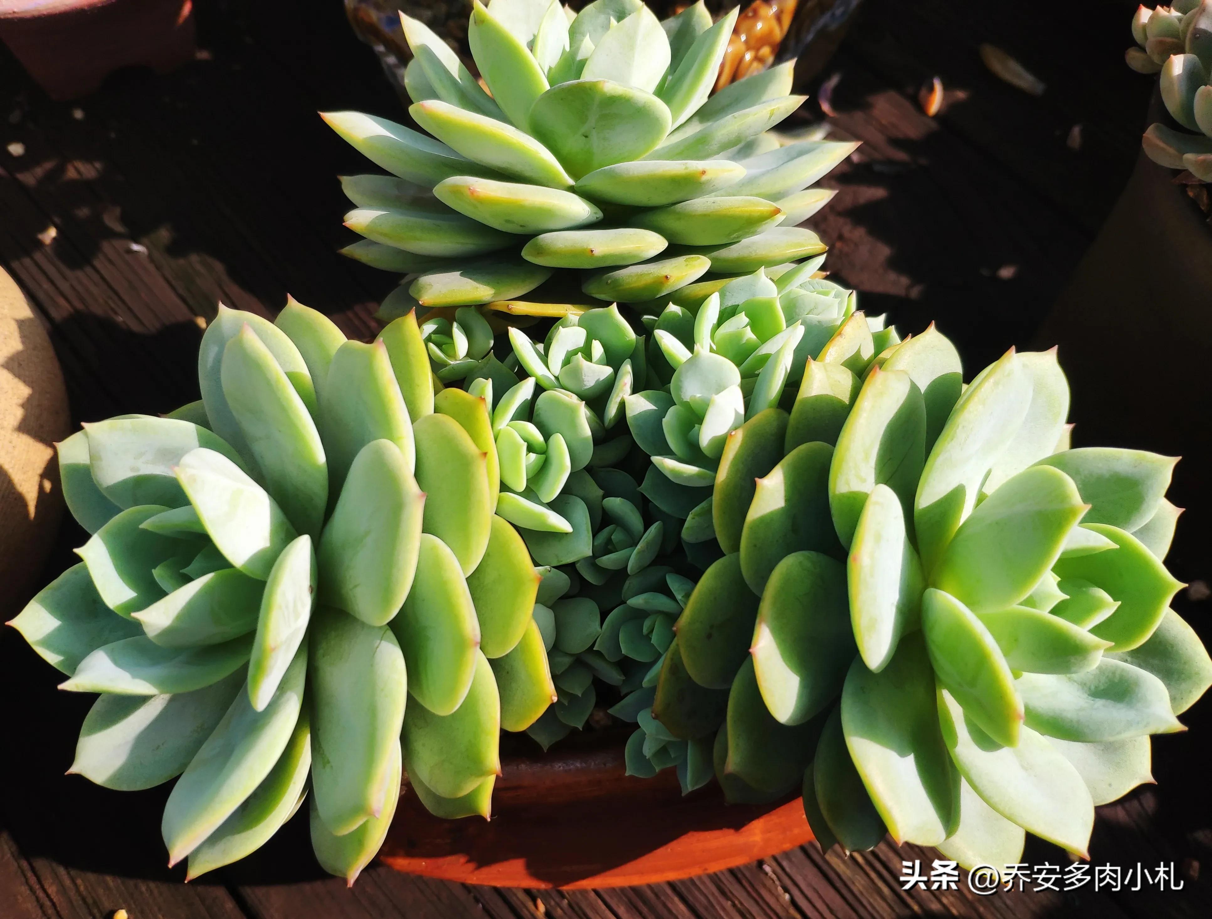 Succulents with continuous high temperature above 38 degrees and no signs of dormancy have ...