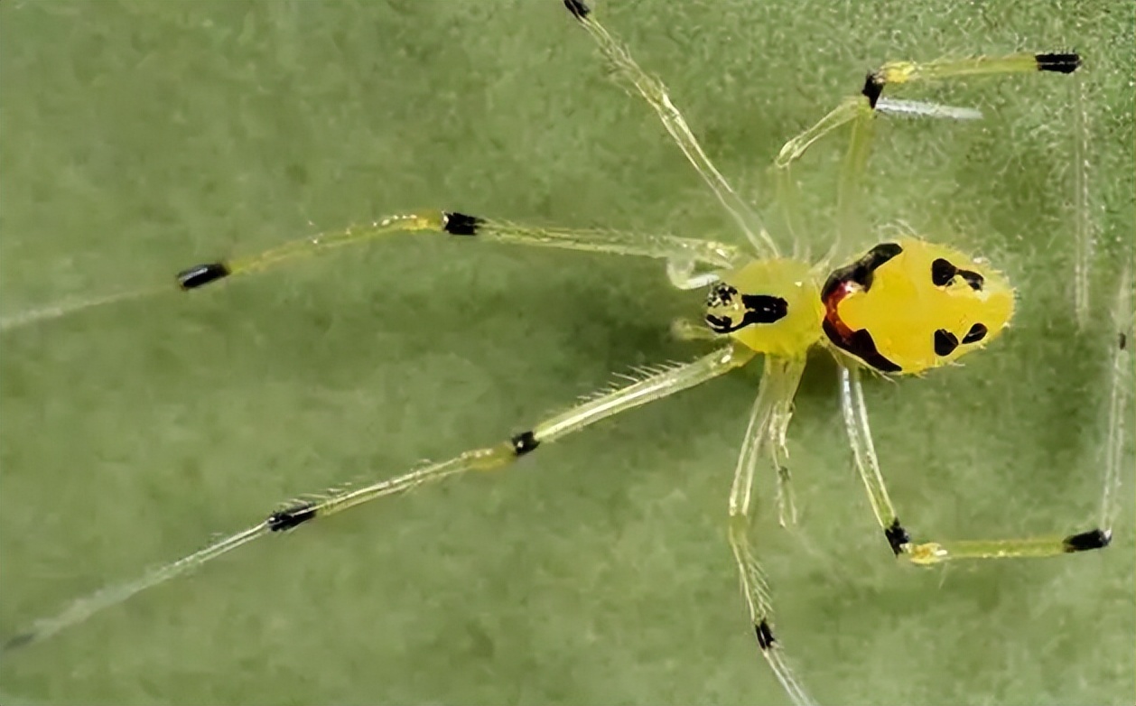 The alternative among spiders, the "smiley spider", is the natural ...