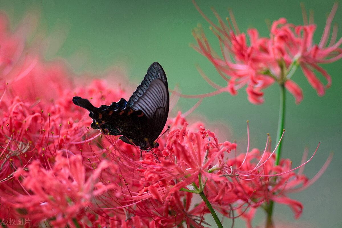 Do you know the meaning of Higan Flower? - iNEWS