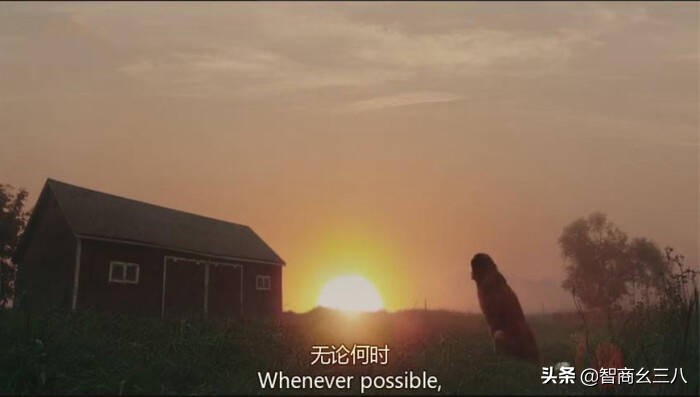 "A Dog's Mission" movie review - iNEWS