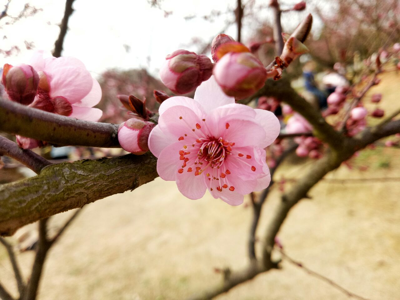 Chen Yuyi's poem "Linjiang Immortal" unexpectedly expresses the ...