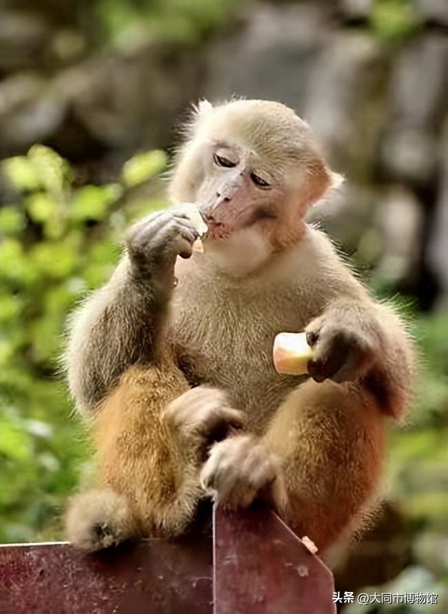 "The Zodiac Hidden in Tongbo" Look Zodiac - A Monkey Squatting at the ...