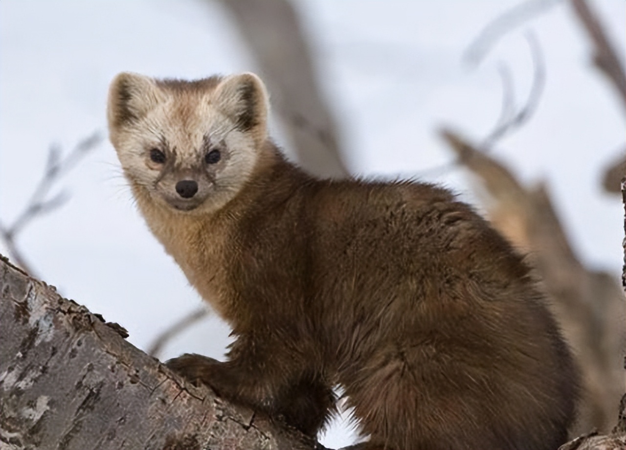 Sable, cute elf, treasure of Xinjiang! - iNEWS