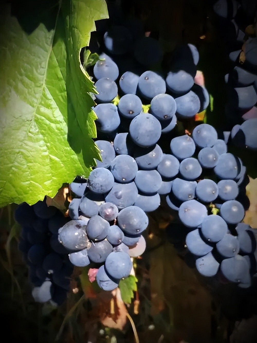 "Fazhuang"Imperfect but charming Burgundy independent winery - iNEWS