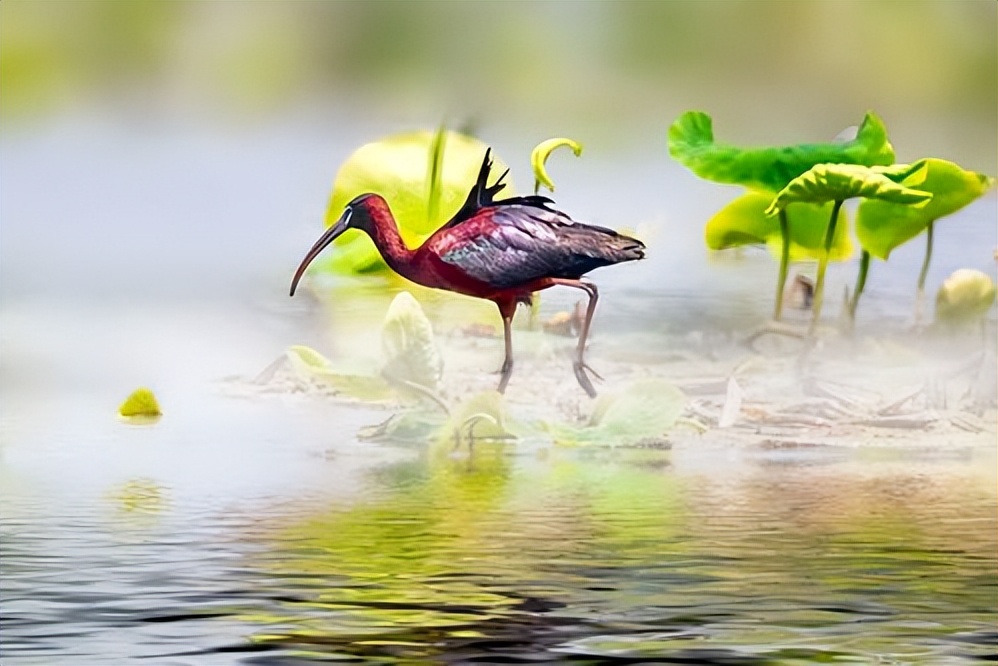 Once declared extinct in China, the colorful ibis was shot and killed ...