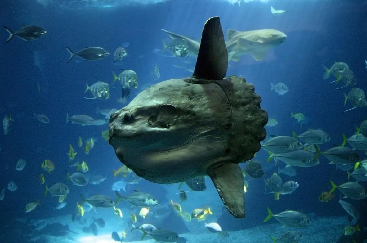 The world's dumbest fish, the stupid sunfish that won't run even if ...