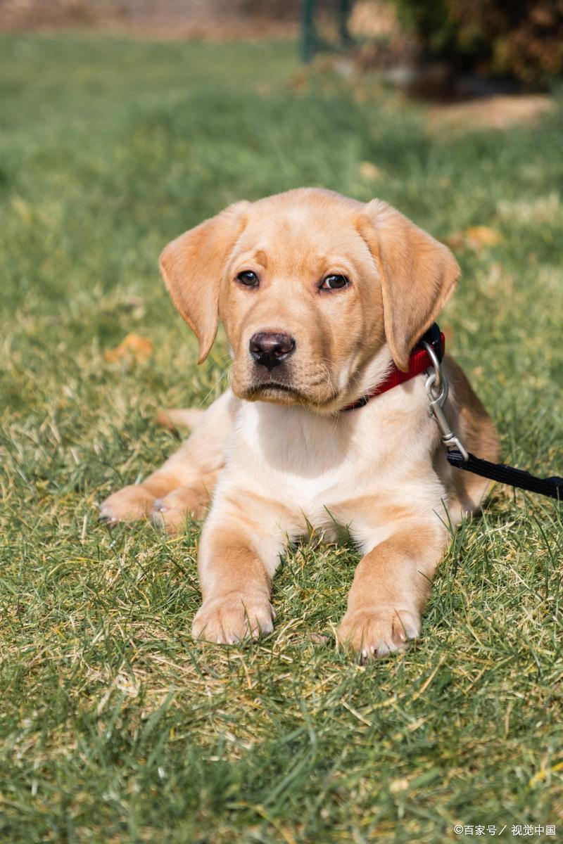 Inventory of 6 very cute pets - iNEWS