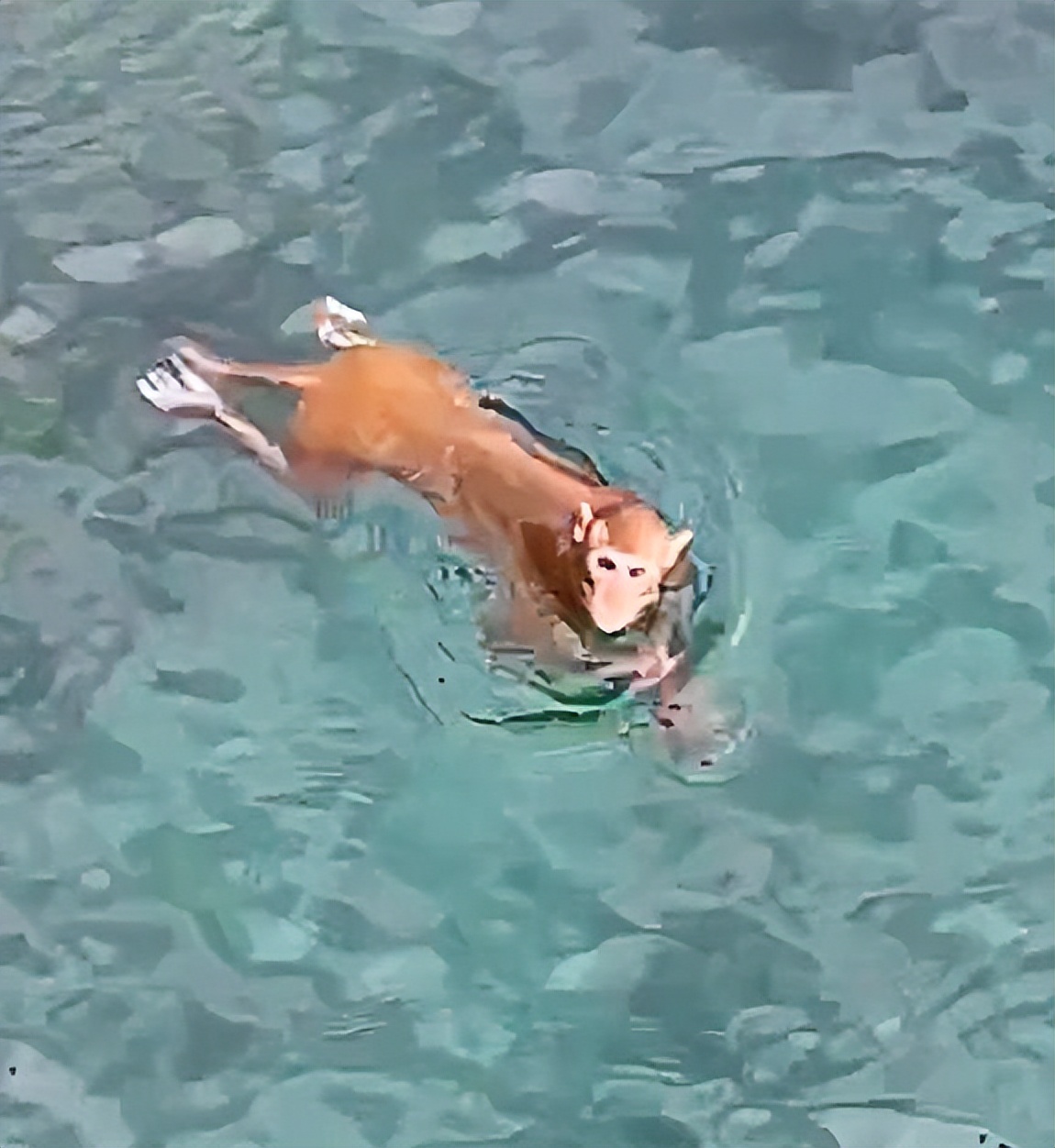 Sanya man photographed monkey diving and catching fish in the sea, and ...