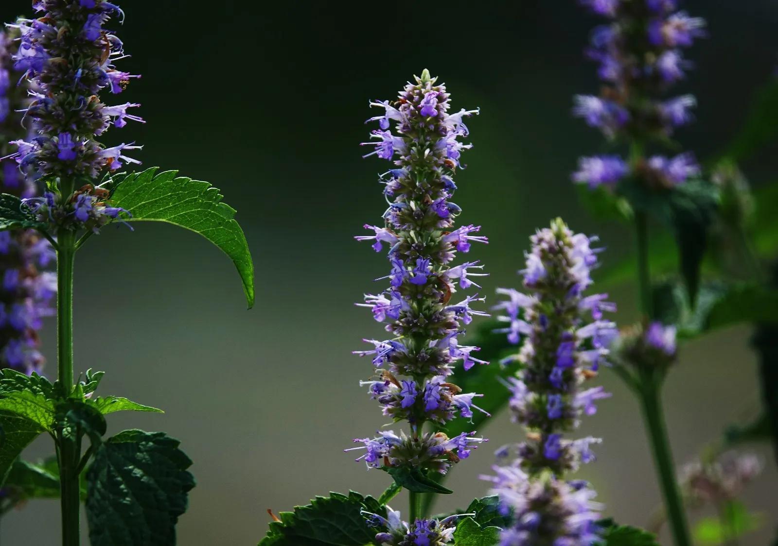 Huoxiang: From Wild Vegetables to Traditional Chinese Medicine ...