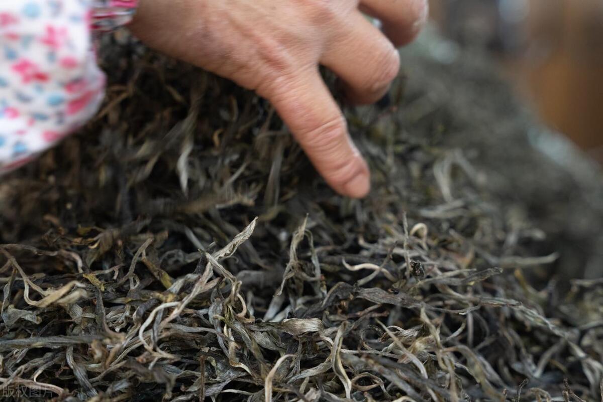 What is the difference between raw tea and cooked tea in terms of taste ...