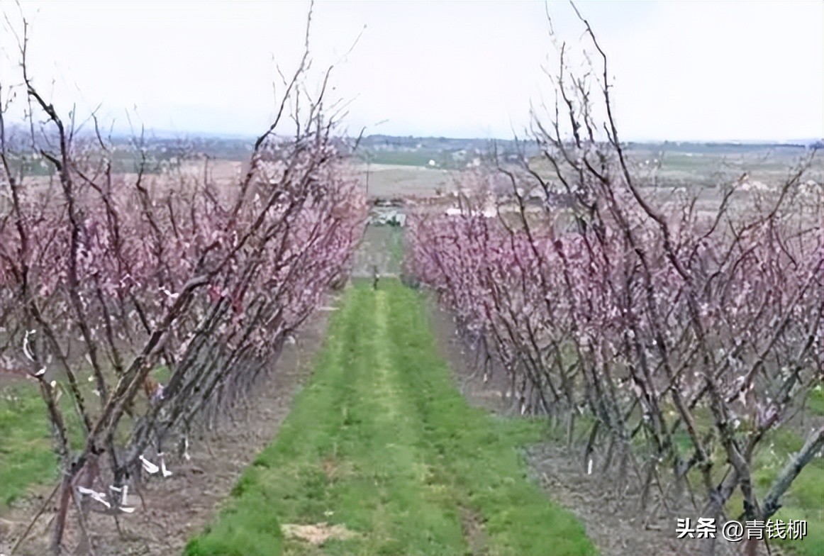 Efficient Cultivation Techniques for Peach Trees - iMedia