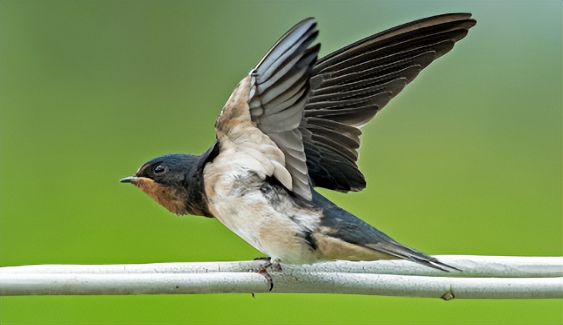 Ecological Adaptation and Conservation Strategies of Swallow Migration ...