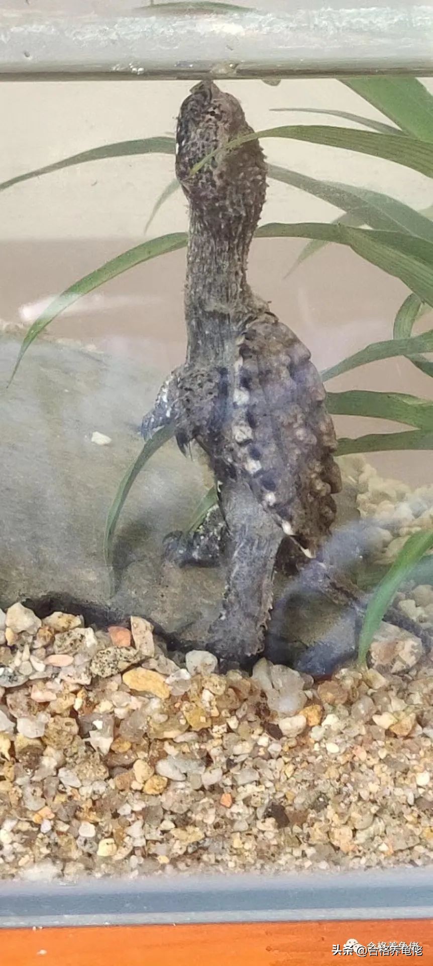 Will hybrid turtles be the mainstream after the turtle market? - iNEWS