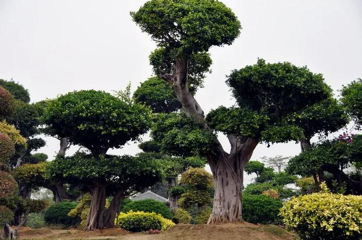 3 "aristocratic famous trees" in China: 1 is "the only son of the earth ...
