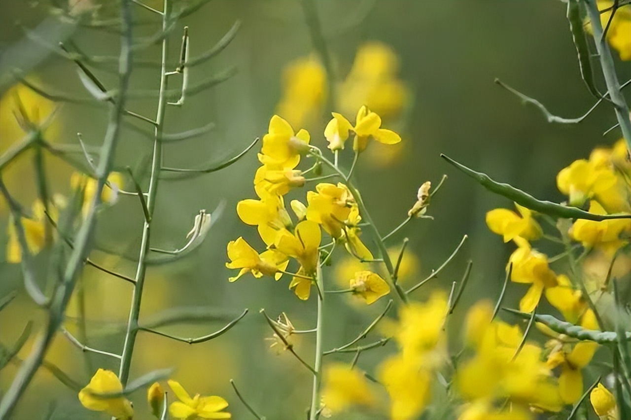 In the summer in Fan Chengda's poems, the plums are golden and the ...