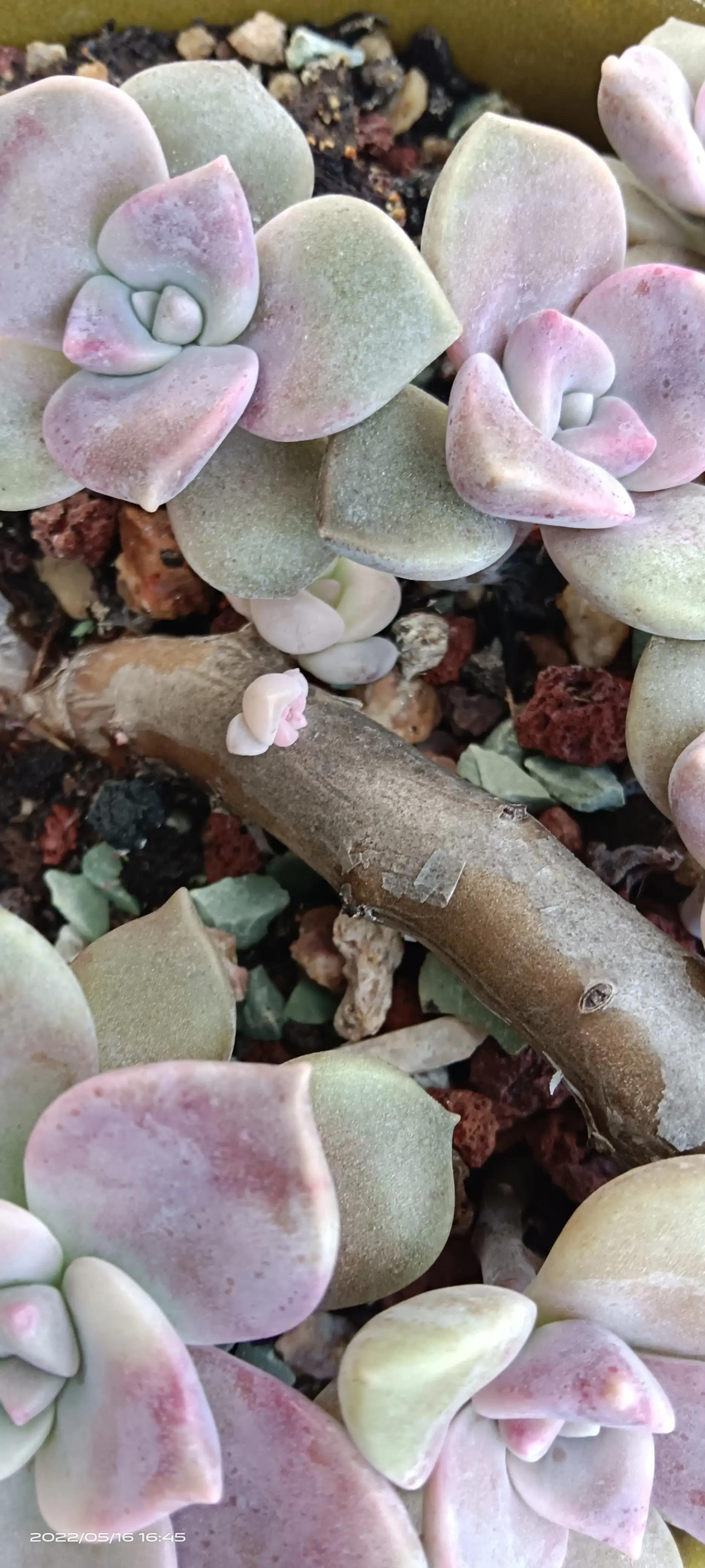 Zi Le, let me give you a close-up... - iNEWS