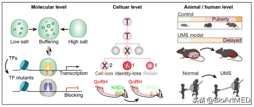 Qingfeng Wu/Yi Yi's team reveals the developmental programming ...