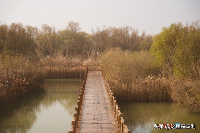 The beauty of rippling reeds in early winter - iNEWS