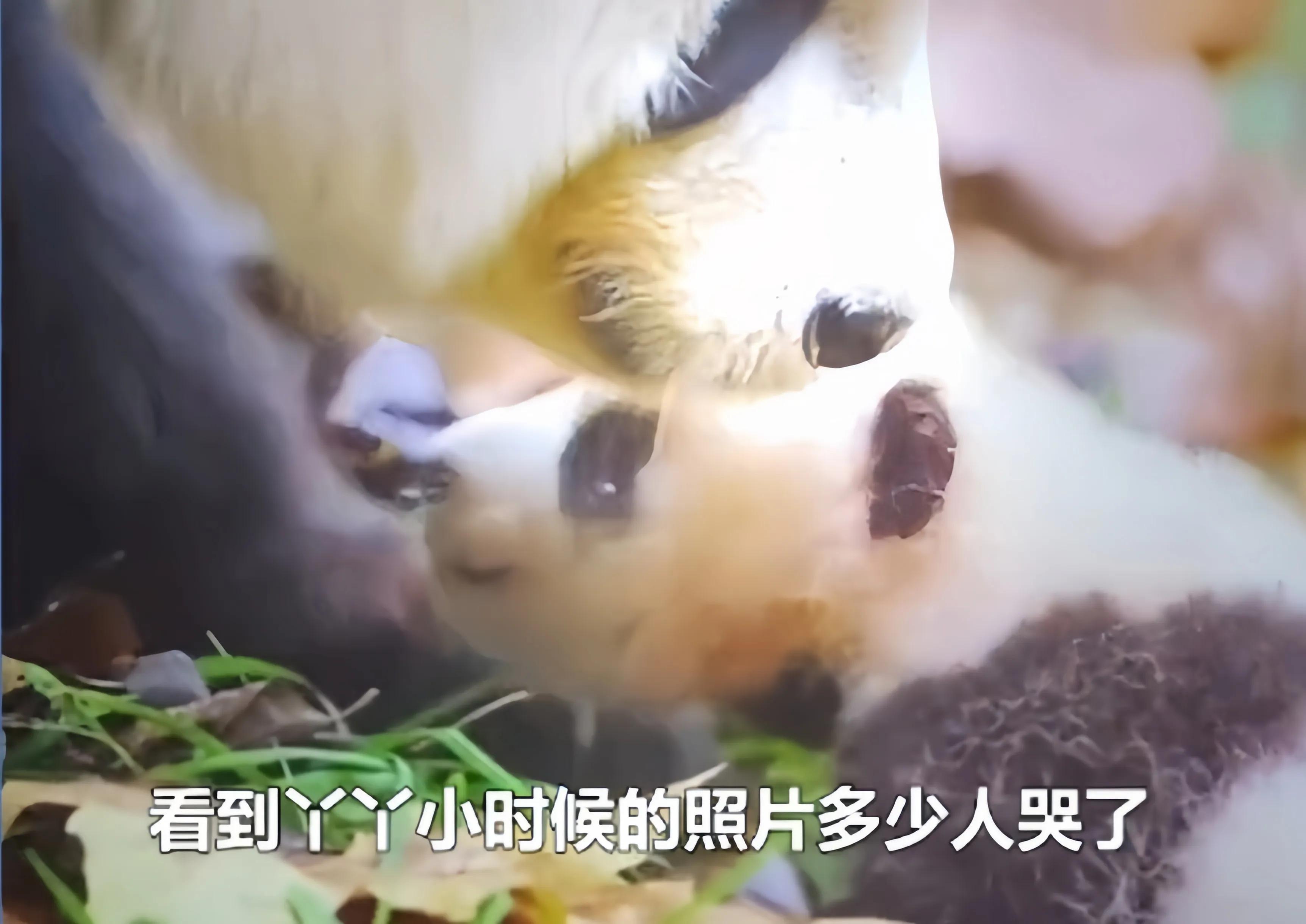 Chinese pandas are not easy to mess with! Li Daya turned into a fat man ...