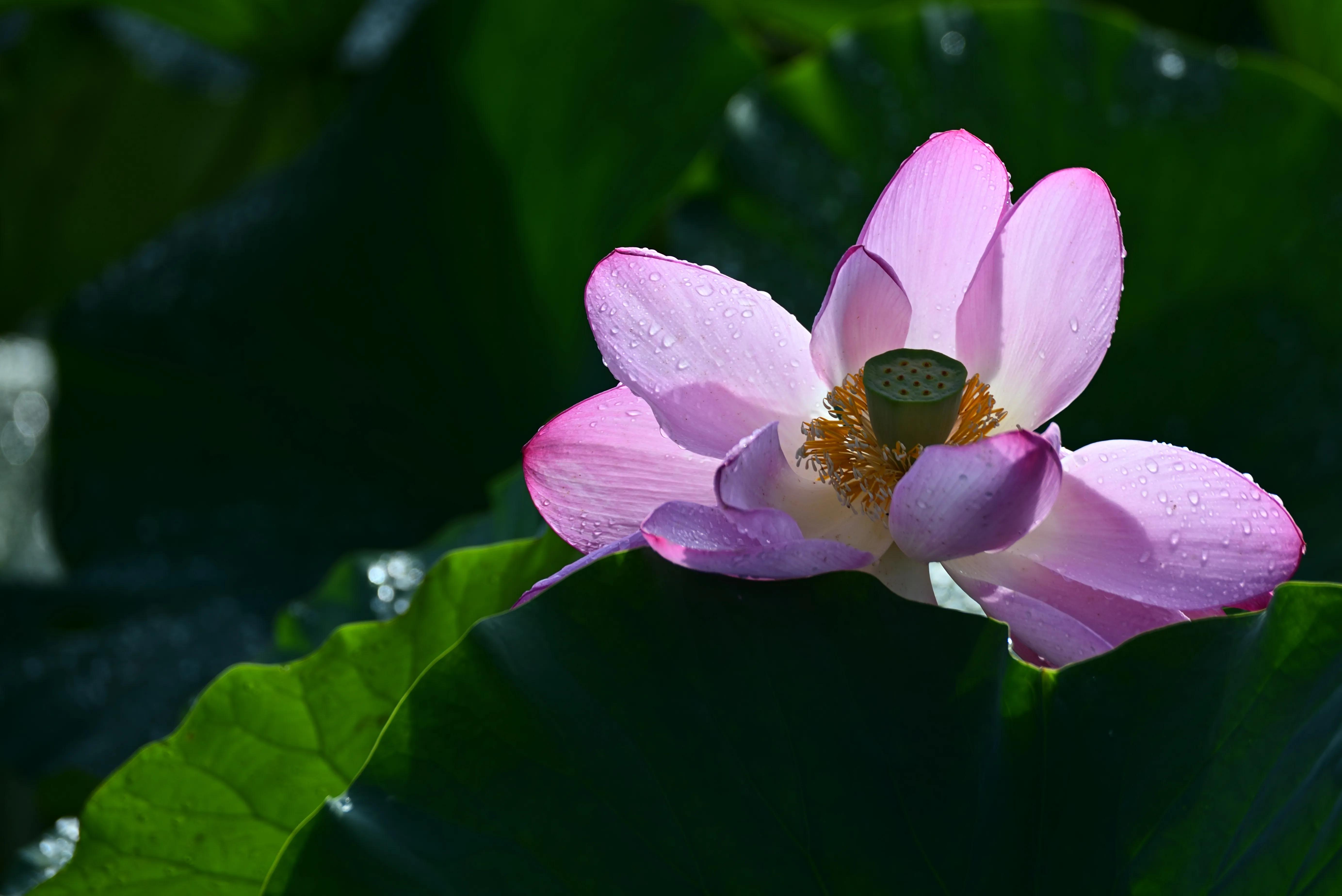 Burning lotus flowers emerge from the water (No. 105) - iMedia