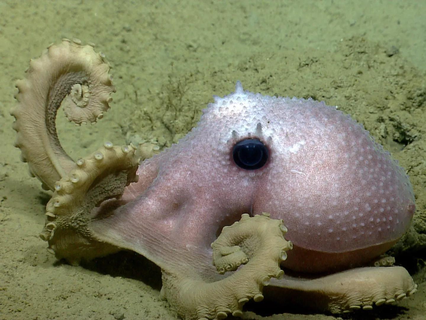 Very different octopuses, they may be the same species - iNEWS