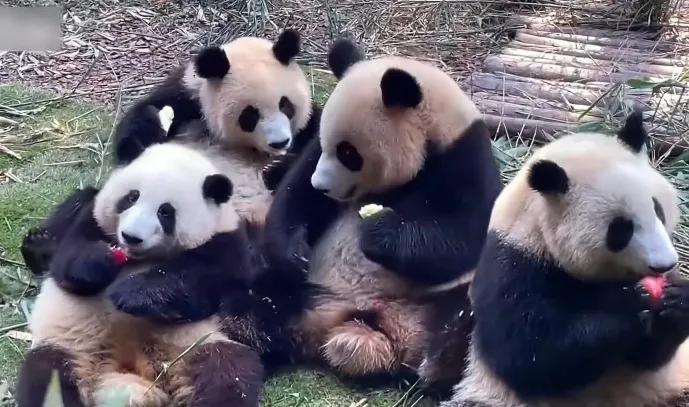 The popularity of the panda "He Hua" is overwhelming, and the family ...