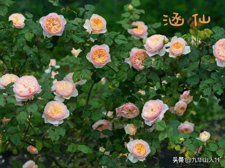Sirius rose will release several new roses this year - iMedia