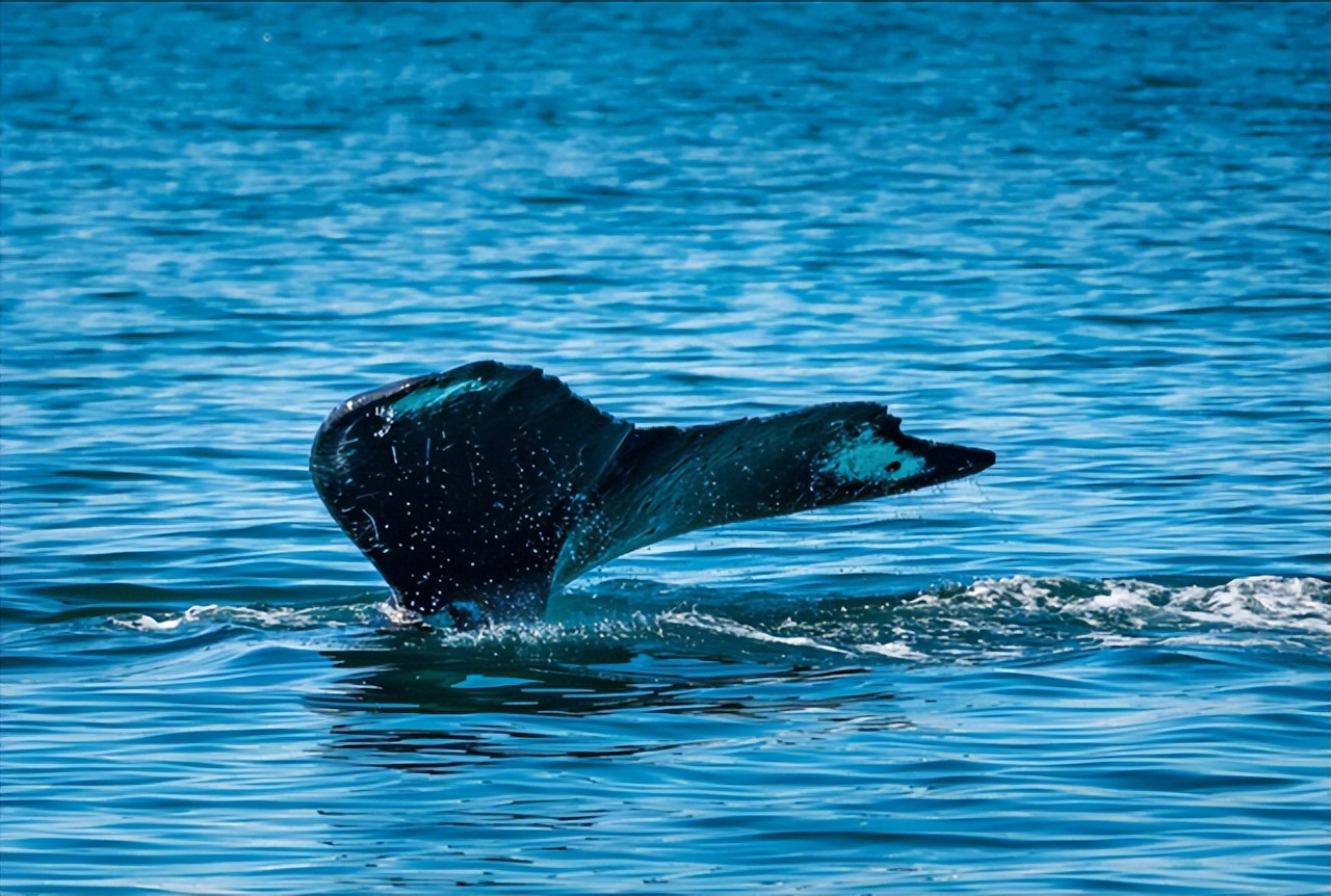 Sperm Whale: The largest predator, diving 3,000 meters to hunt deep-sea ...