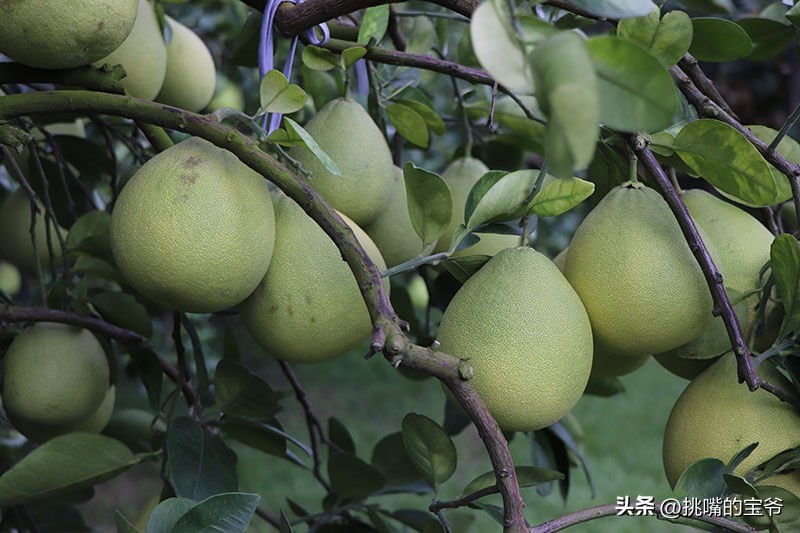 What is the difference between the new tree pomelo and the old tree ...