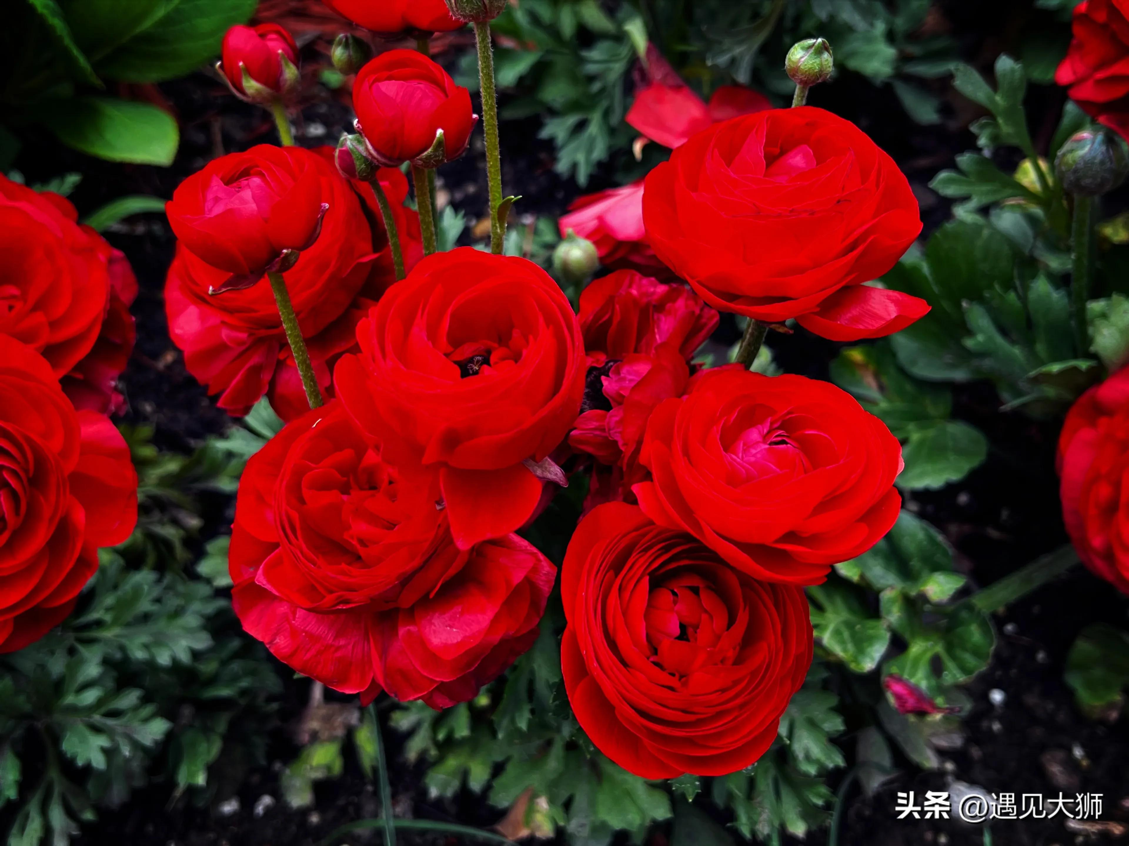 The foreign peony is very popular because of its large color, beautiful ...