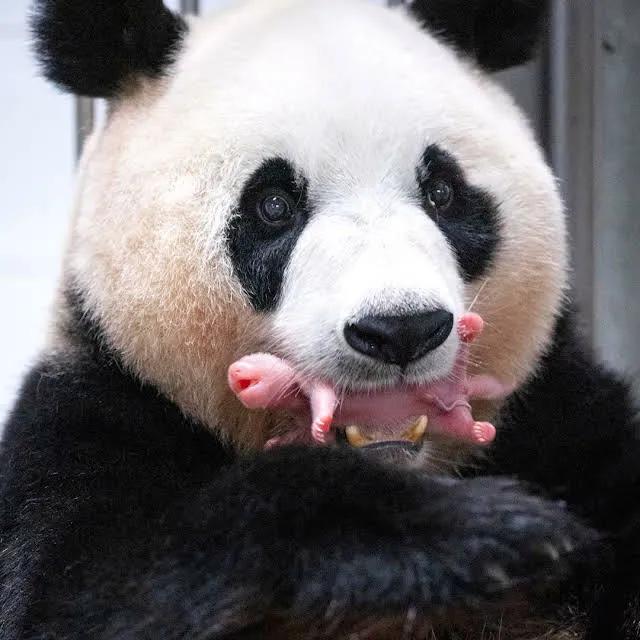 Aibao gave birth to a pair of magnetic twins, congratulations to Fubao ...