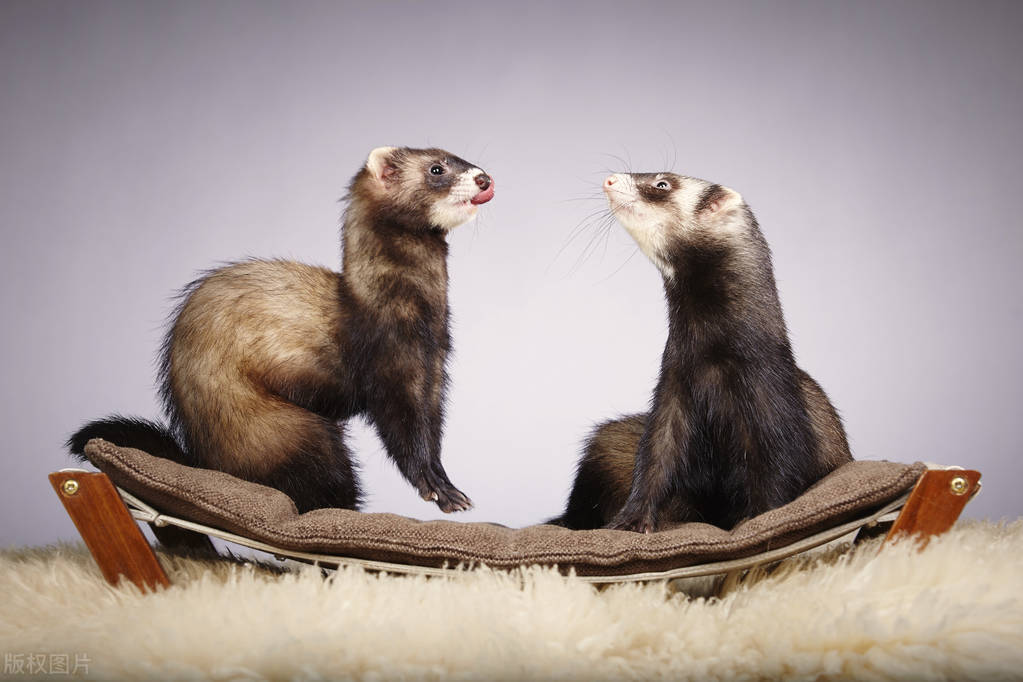 What is the difference between human sex and animal sex? - iNEWS