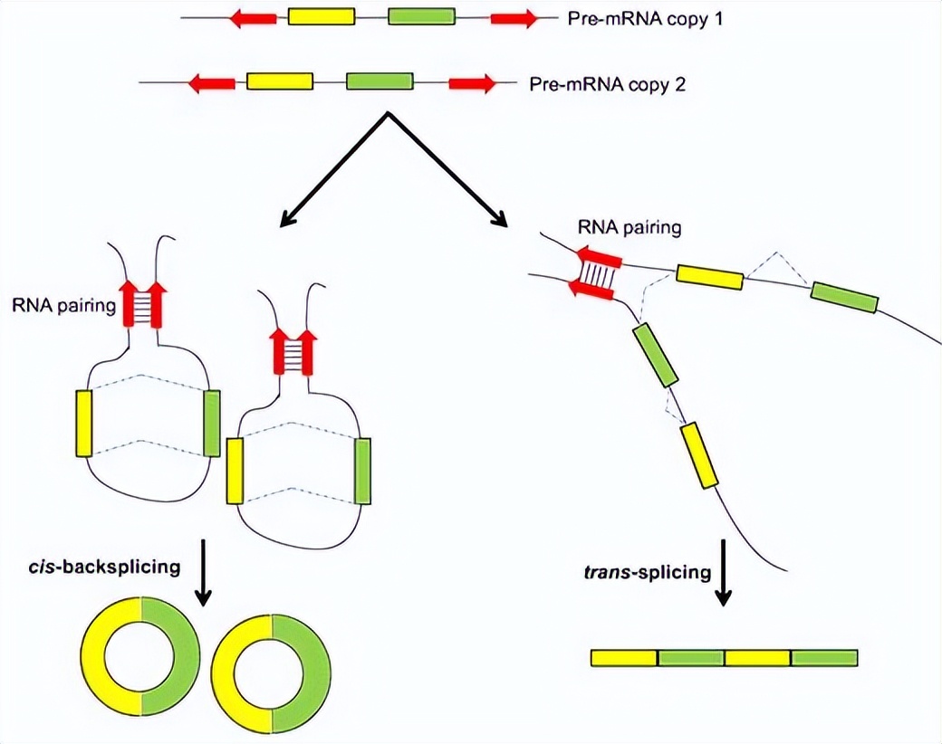 Taiwan researchers integrated second-generation and third-generation ...