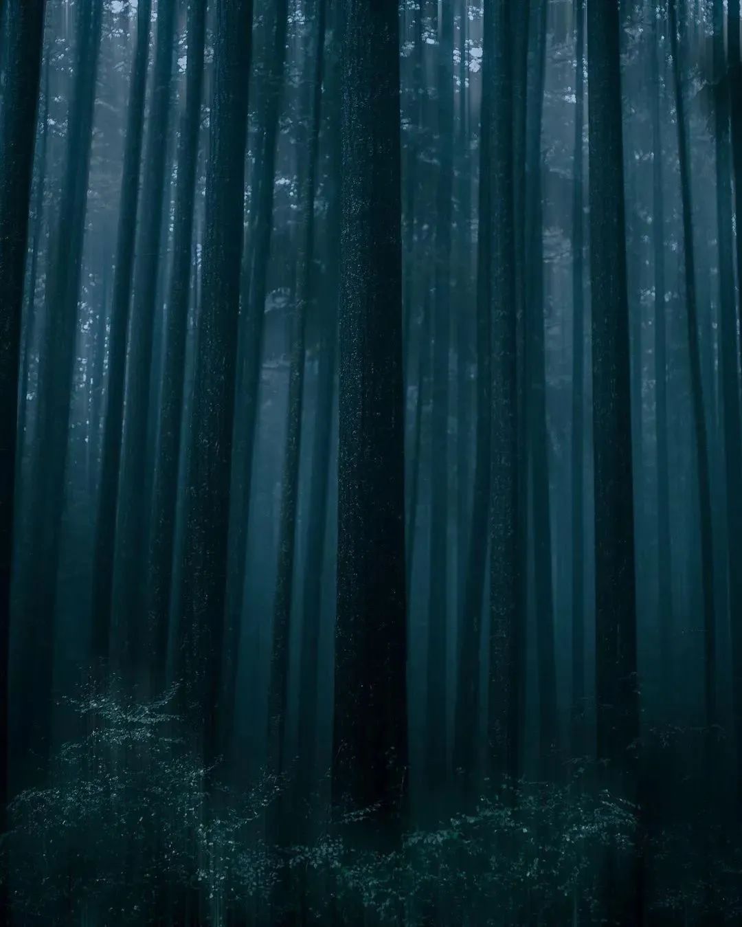 Stunning photography of dark, mysterious forests - iNEWS