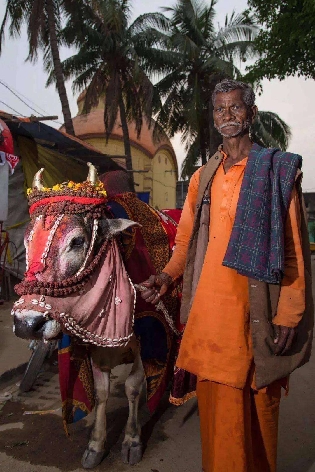 The origin of the sacred cow in India, why is it called the sacred cow ...