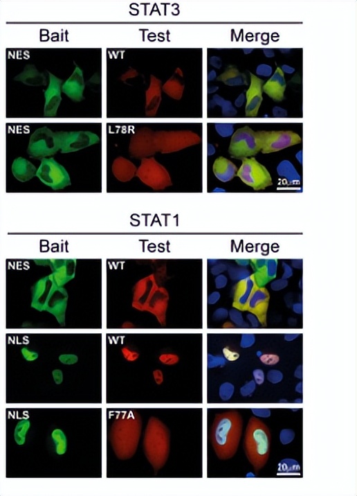 Self-assembly and functional diversity of potential STAT proteins in ...