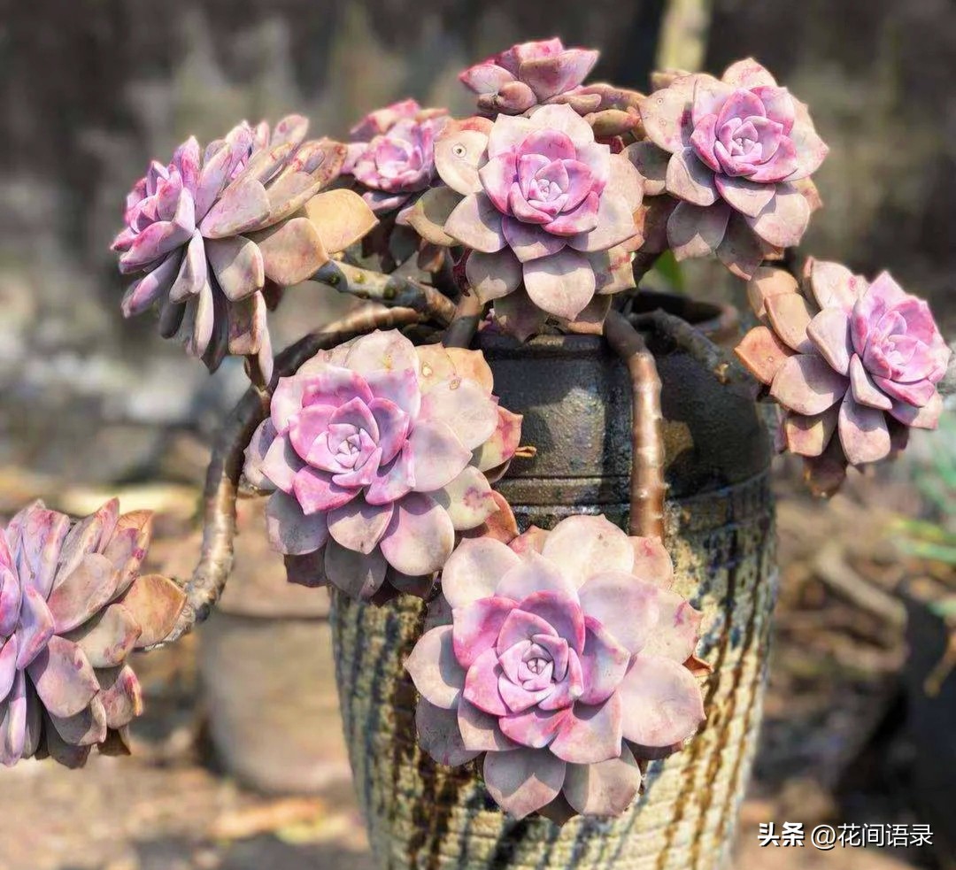 The five-year-old "Zi Le" is beautiful, and the other succulents have ...