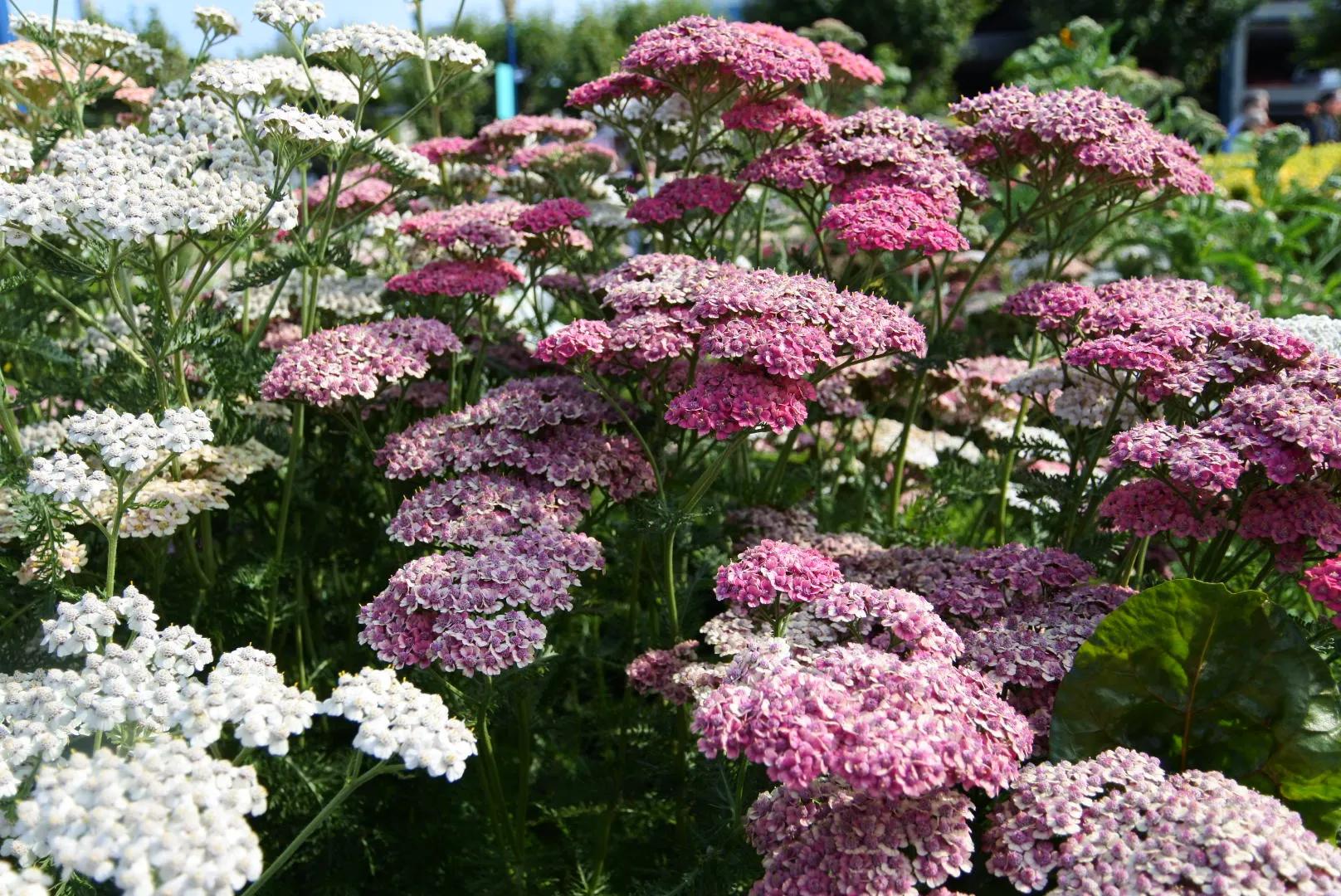 The story of yarrow - iNEWS
