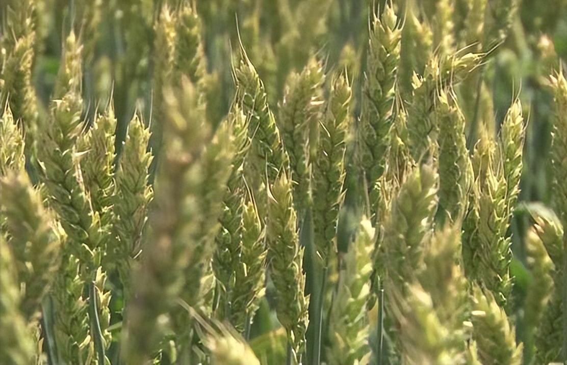 USDA says 'Russian wheat exports increase' - iNEWS