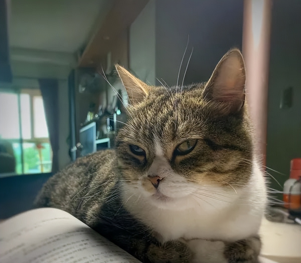 My daughter told her classmates that there were cats at home, so the ...