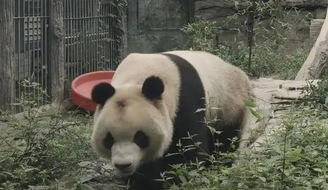 A giant panda in the zoo began to become "bald", about the size of two ...
