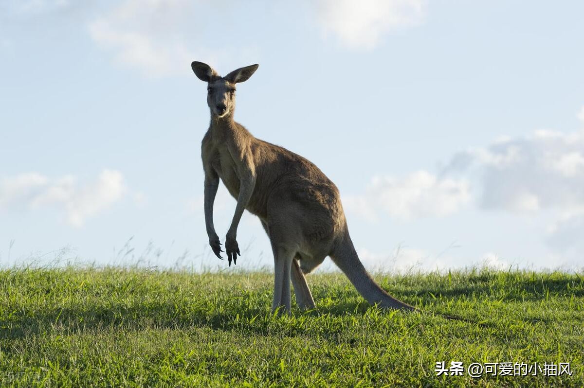 The ten cutest and most special animals in the world (bar)! - iNEWS