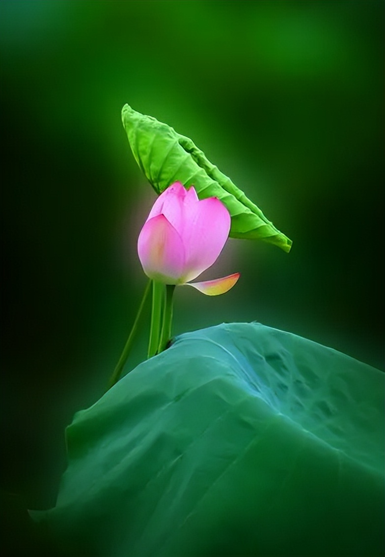 When the lotus is fragrant and the good wind comes, the poems about the ...