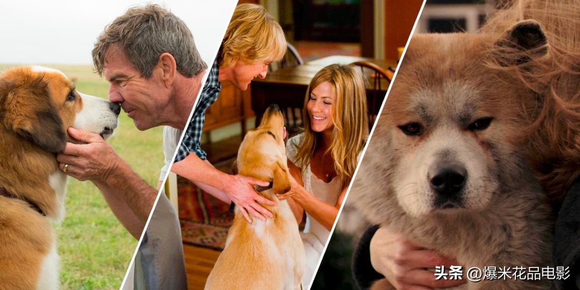 10 Sad Dog Movies That Will Make You Want to Hug Your Dog - iMedia