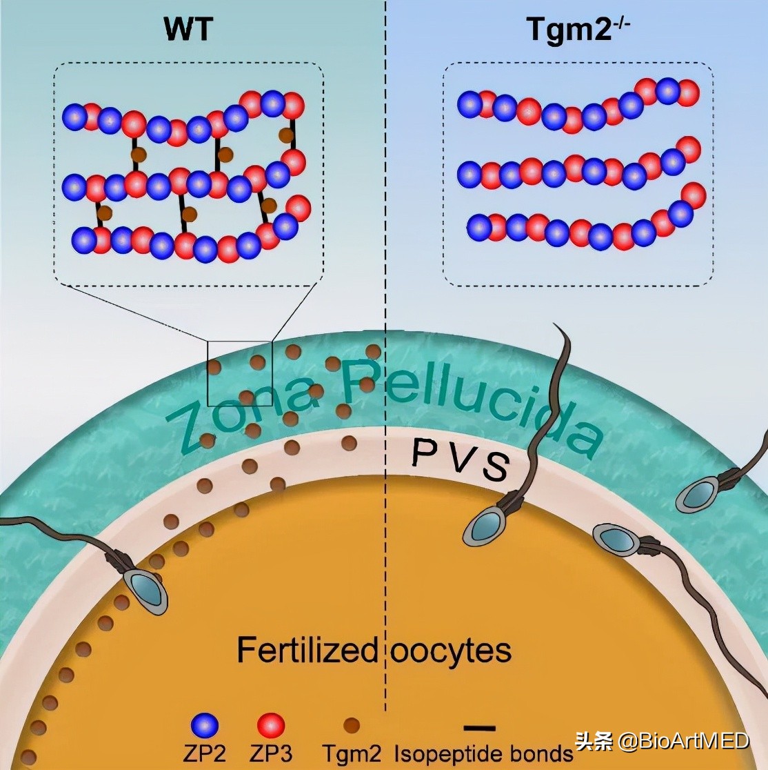 Xiong Bo's research group reveals the molecular mechanism of mammals ...