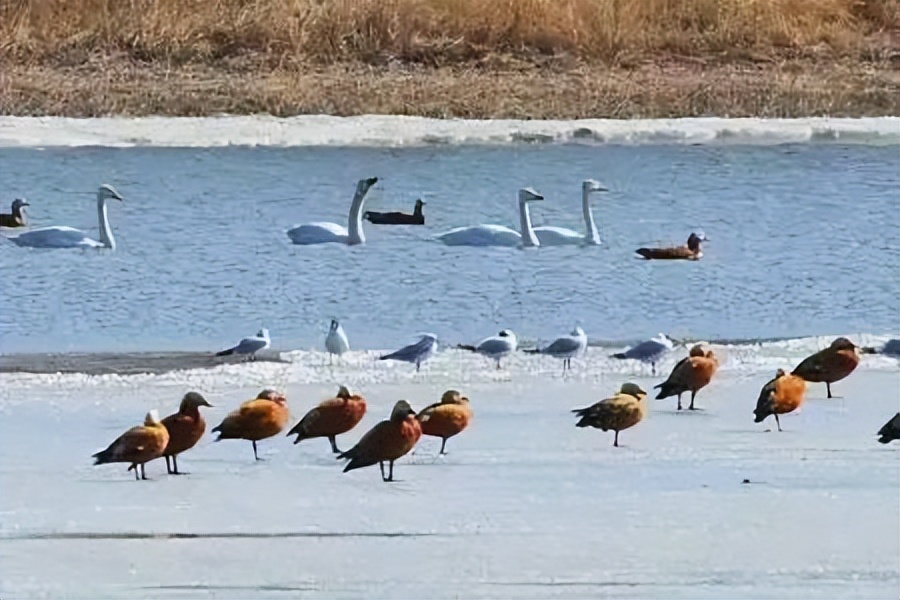 Sanggan River wetland "fancy" play guide - iNEWS