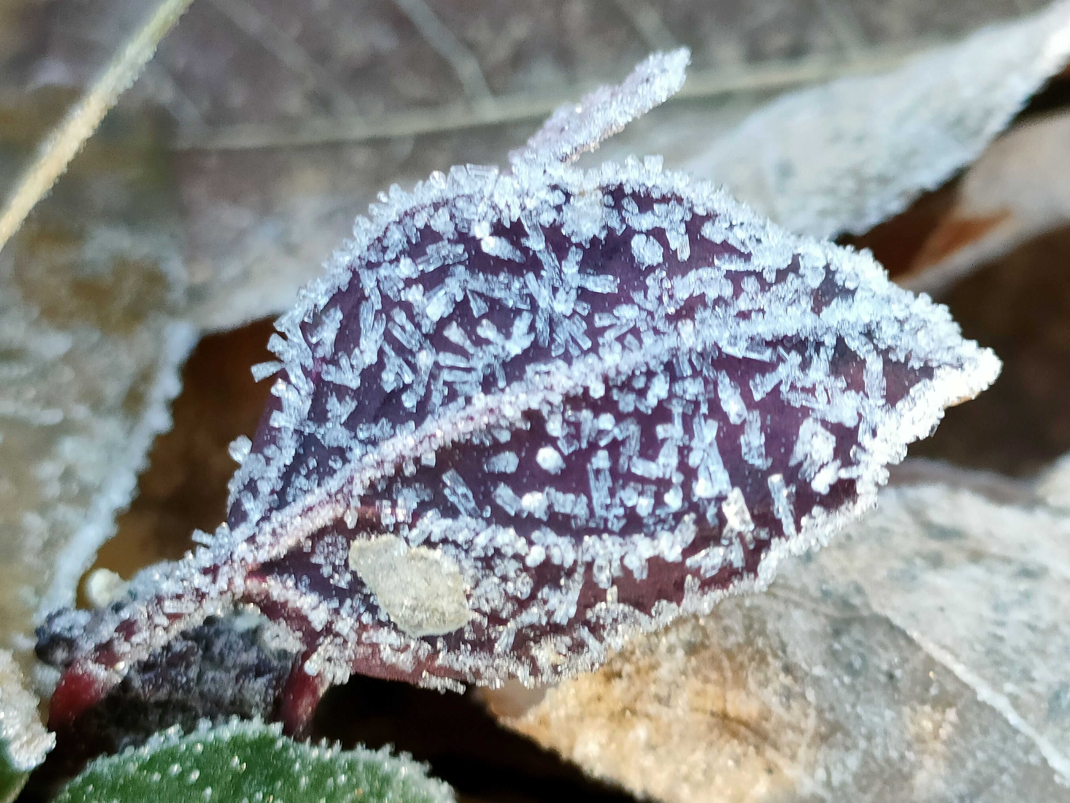The frost crystal clear under the macro lens is too beautiful - iNEWS