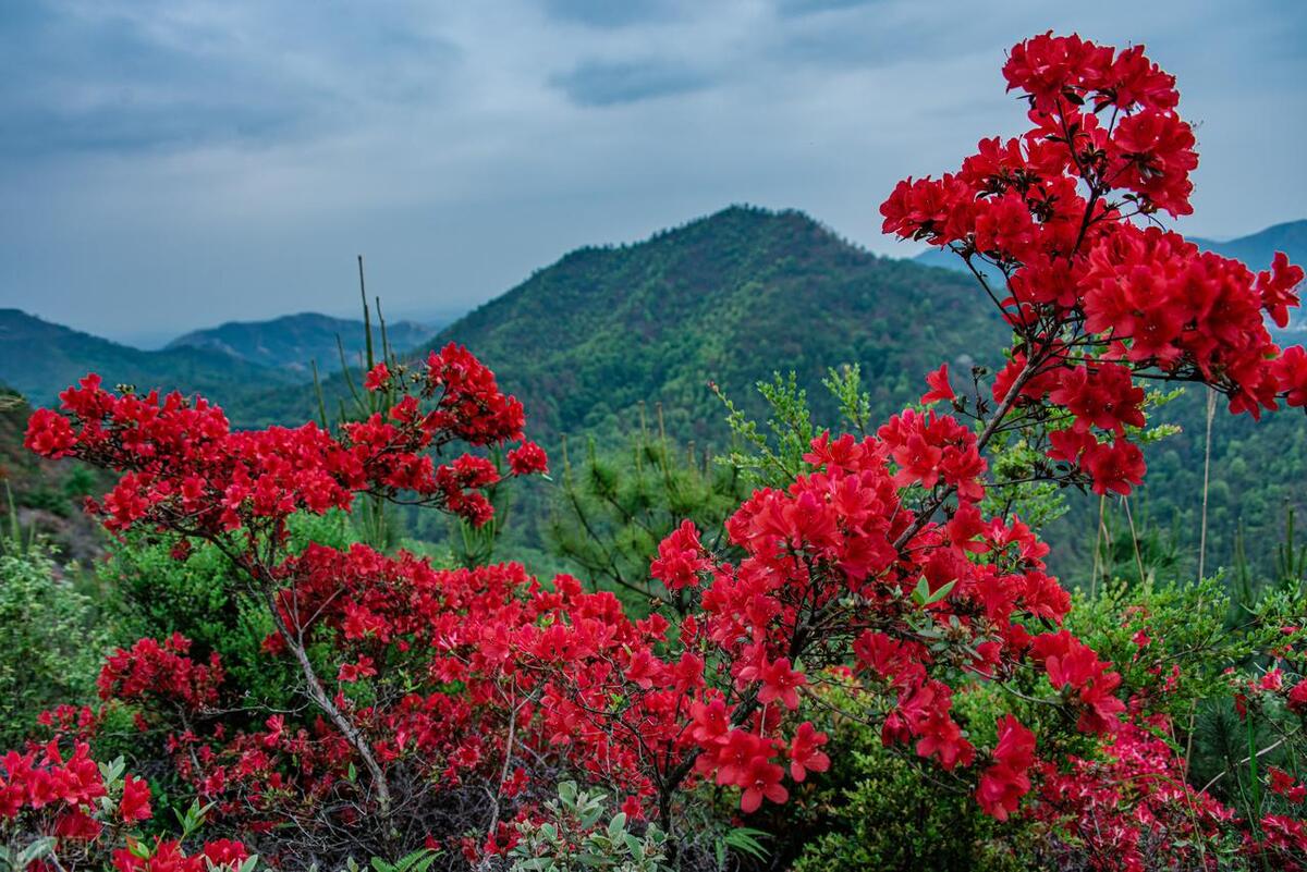 Xianglong Valley Charm - iNEWS