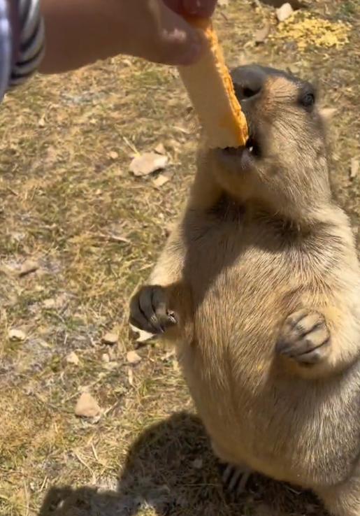 Sichuan tourists encounter groundhogs when they are climbing mountains ...
